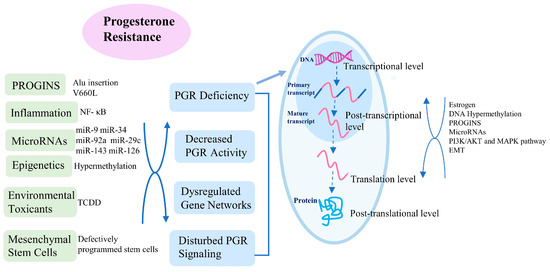 Progesterone Resistance in Endometriosis: Current Evidence and Putative ...