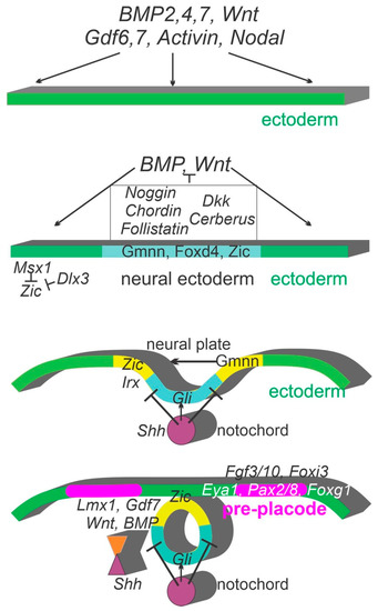 Early Steps towards Hearing: Placodes and Sensory Development