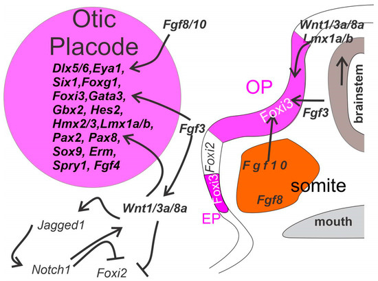 Early Steps towards Hearing: Placodes and Sensory Development