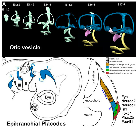 Early Steps towards Hearing: Placodes and Sensory Development