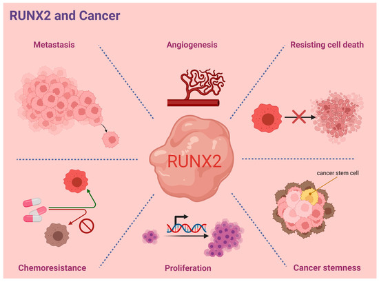 Ijms Free Full Text Runx2 And Cancer 