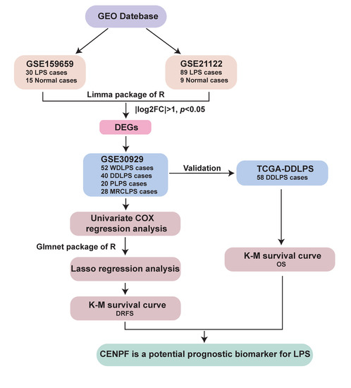 Deciphering the Prognostic and Therapeutic Significance of Cell Cycle Regulator CENPF: A ...
