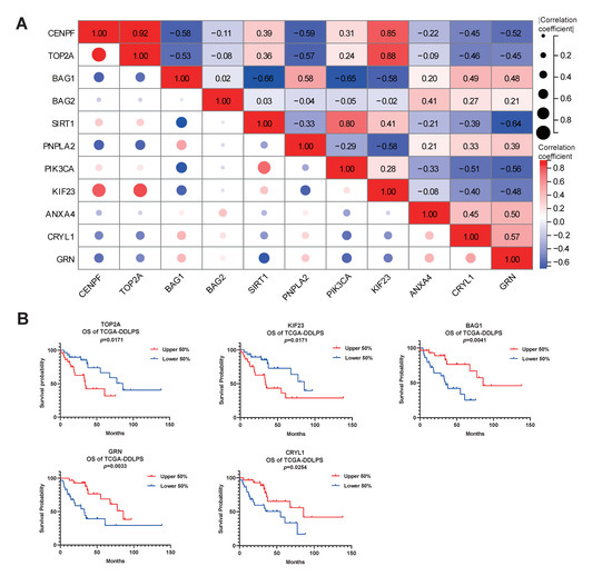 Deciphering the Prognostic and Therapeutic Significance of Cell Cycle ...