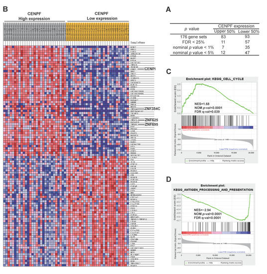 Deciphering the Prognostic and Therapeutic Significance of Cell Cycle ...
