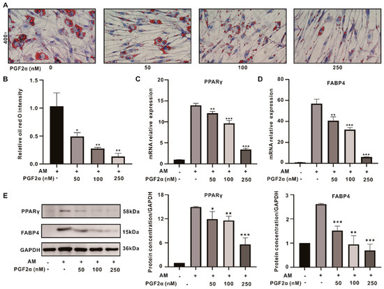 Prostaglandin F2α Regulates Adipogenesis by Modulating Extracellular ...