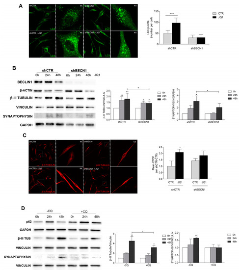 Bromodomain and Extraterminal Domain (BET) Protein Inhibition Hinders ...