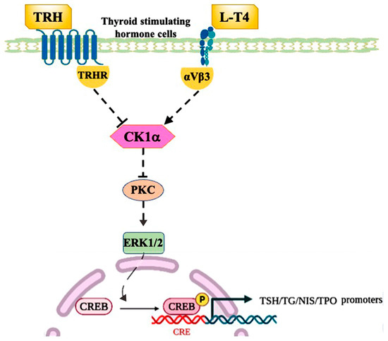 Casein Kinase 1α as a Novel Factor Affects Thyrotropin Synthesis via ...