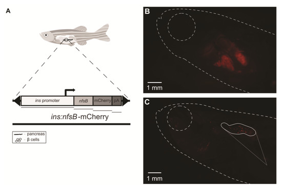 Type I Diabetes in Zebrafish Reduces Sperm Quality and Increases ...