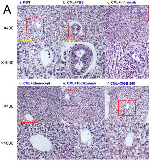 CIGB-258 Exerts Potent Anti-Inflammatory Activity against ...