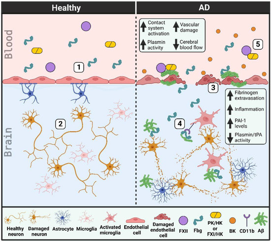 Vascular Dysfunction in Alzheimer’s Disease: Alterations in the Plasma ...