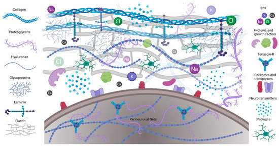 Extracellular Matrix Regulation in Physiology and in Brain Disease