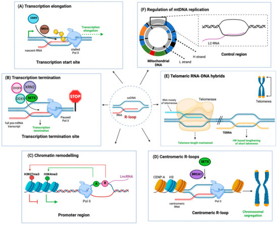 R-Loops and R-Loop-Binding Proteins in Cancer Progression and Drug ...