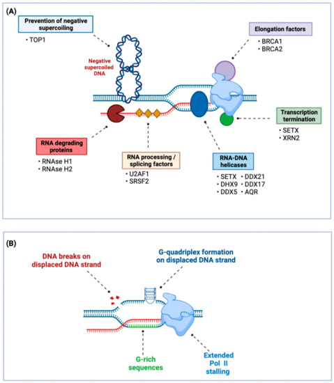 R-Loops and R-Loop-Binding Proteins in Cancer Progression and Drug ...