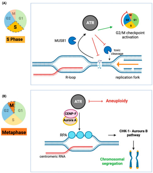 R-Loops and R-Loop-Binding Proteins in Cancer Progression and Drug Resistance