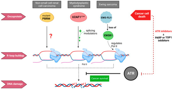 R-Loops and R-Loop-Binding Proteins in Cancer Progression and Drug ...