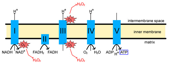 Fish Models for Exploring Mitochondrial Dysfunction Affecting ...