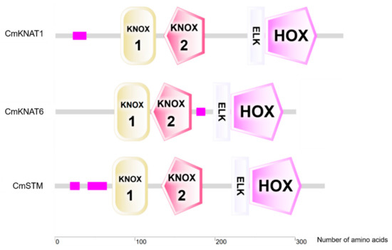 KNOX Genes Were Involved in Regulating Axillary Bud Formation of ...