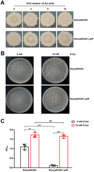 D-Xylose Blocks the Broad Negative Regulation of XylR on Lipid ...