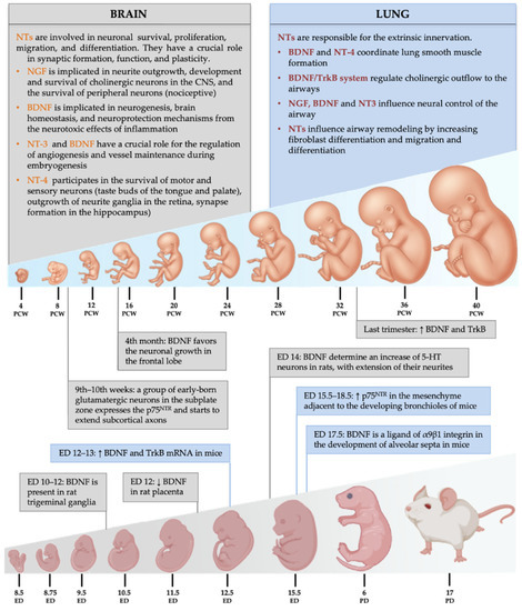 Neurotrophins: Expression of Brain–Lung Axis Development