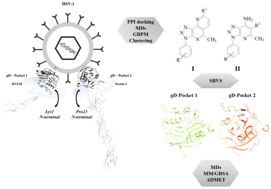 HSV-1 Glycoprotein D and Its Surface Receptors: Evaluation of Protein ...