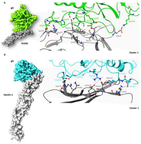 HSV-1 Glycoprotein D and Its Surface Receptors: Evaluation of Protein ...