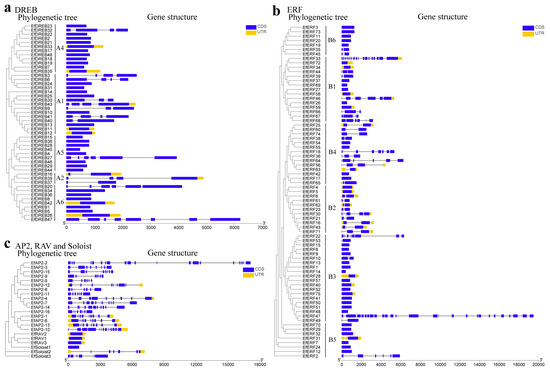Genome-Wide Identification, Evolution, and Expression Analyses of AP2 ...
