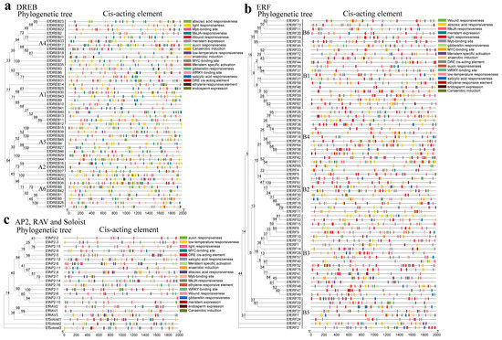 Genome-Wide Identification, Evolution, and Expression Analyses of AP2 ...