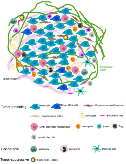 The Variety of 3D Breast Cancer Models for the Study of Tumor ...