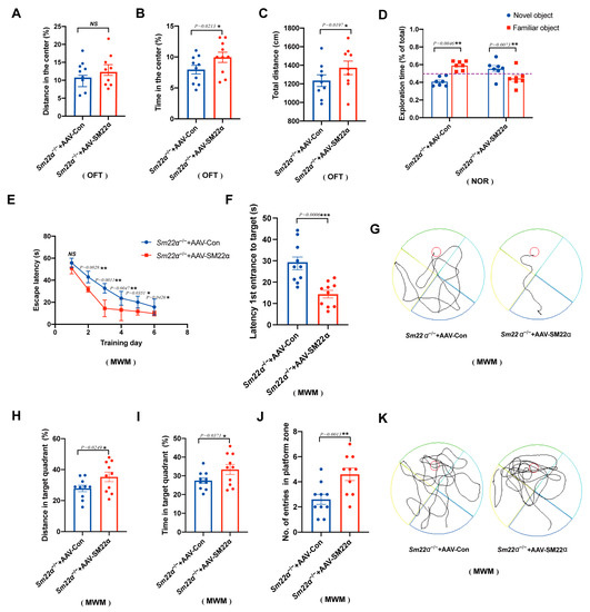 SM22α Deletion Contributes to Neurocognitive Impairment in Mice through ...