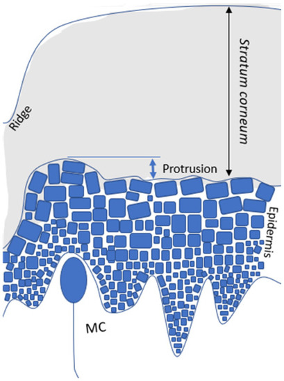 Revealing the Meissner Corpuscles in Human Glabrous Skin Using In Vivo ...