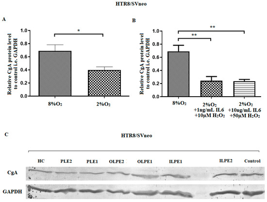 Reduction in CgA-Derived CST Protein Level in HTR-8/SVneo and BeWo ...