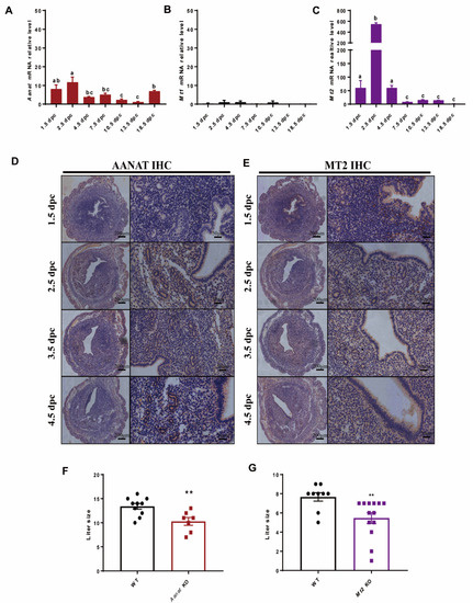 The Uterine Melatonergic Systems of AANAT and Melatonin Membrane ...