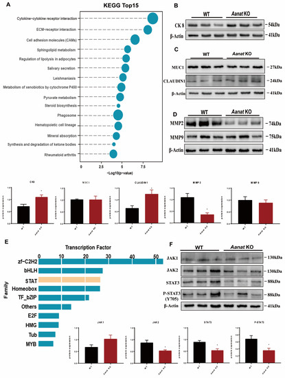 The Uterine Melatonergic Systems of AANAT and Melatonin Membrane ...