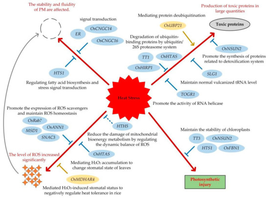 Genetic Research Progress: Heat Tolerance in Rice