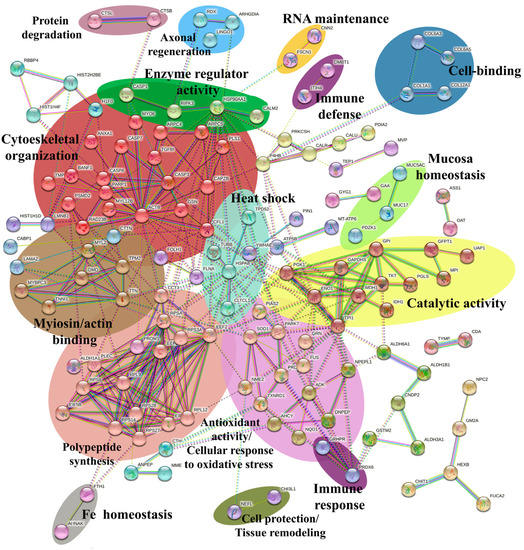 Identifying Natural Bioactive Peptides from the Common Octopus (Octopus ...