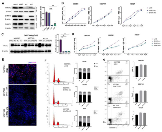 SHMT2 Promotes Gastric Cancer Development through Regulation of HIF1α ...