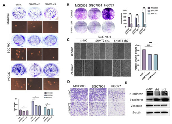 SHMT2 Promotes Gastric Cancer Development through Regulation of HIF1α ...