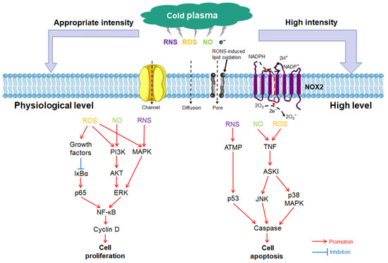 The Regulatory Mechanism of Cold Plasma in Relation to Cell Activity ...