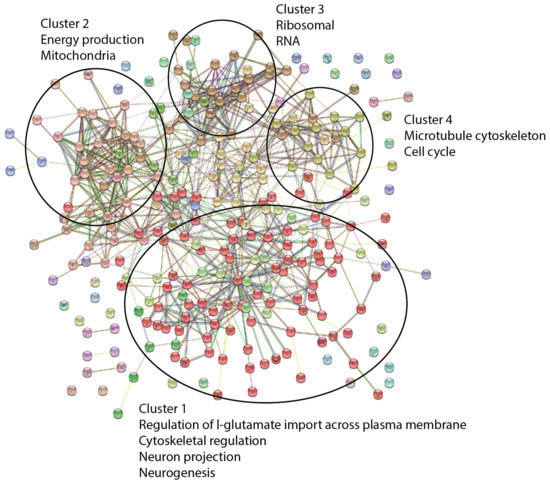 IJMS | Free Full-Text | Secreted Amyloid Precursor Protein Alpha (sAPPα ...