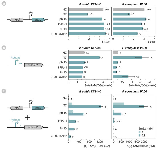 Assessing the Orthogonality of Phage-Encoded RNA Polymerases for ...