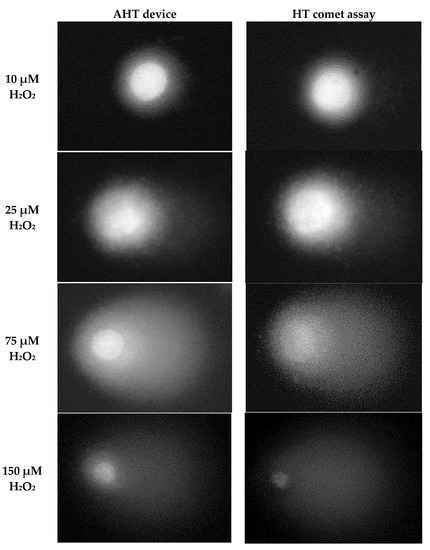 IJMS | Free Full-Text | Development of a Novel, Automated High-Throughput Device for Performing ...