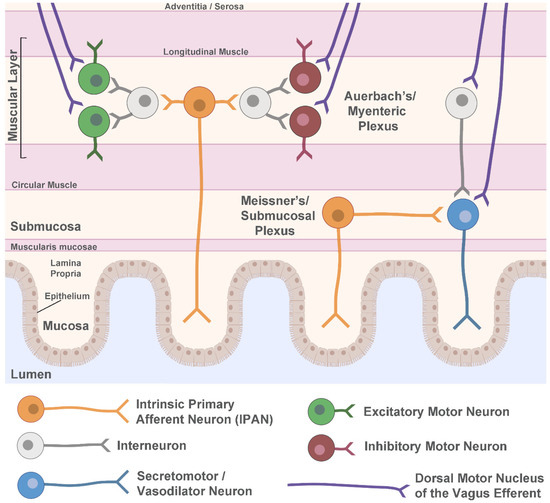 IJMS | Free Full-Text | Gut-to-Brain α-Synuclein Transmission in ...