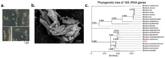 Bacillus paralicheniformis RP01 Enhances the Expression of Growth ...