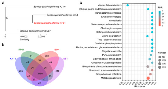 Bacillus paralicheniformis RP01 Enhances the Expression of Growth ...