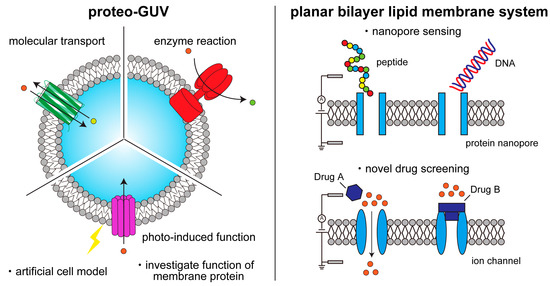 Function Investigations and Applications of Membrane Proteins on ...