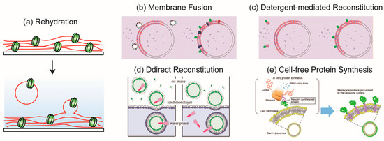 Function Investigations and Applications of Membrane Proteins on ...