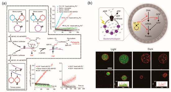 Function Investigations and Applications of Membrane Proteins on ...