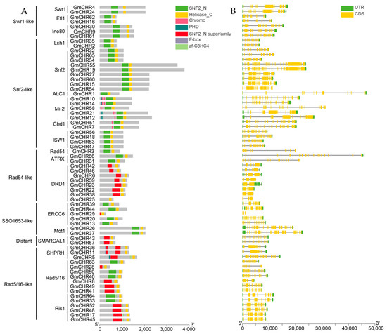 Genome-Wide Identification and Characterization of the Soybean Snf2 ...