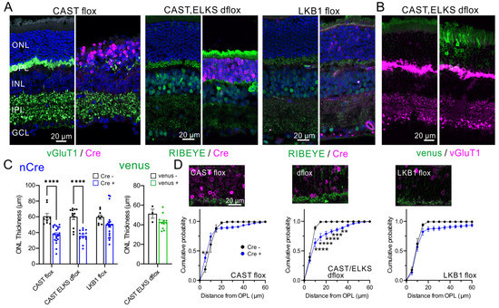 Critical Role of the Presynaptic Protein CAST in Maintaining the ...