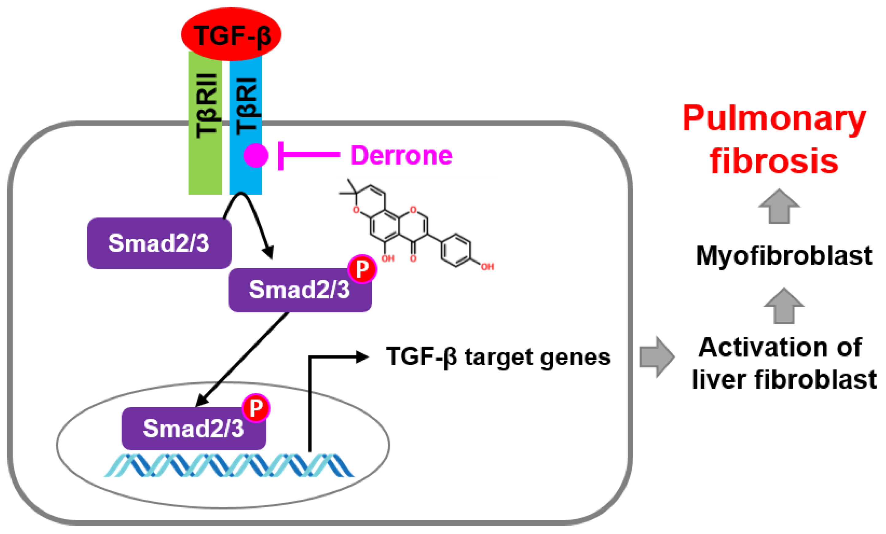 Derrone Targeting the TGF Type 1 Receptor Kinase Improves Bleomycin-Mediated Pulmonary Fibrosis ...